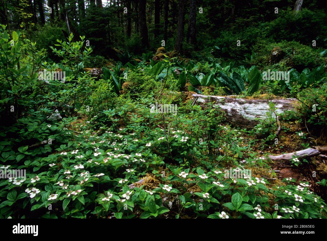 USA, ALASKA, NEAR PETERSBURG, TONGASS NATL FOREST, THOMAS BAY ...