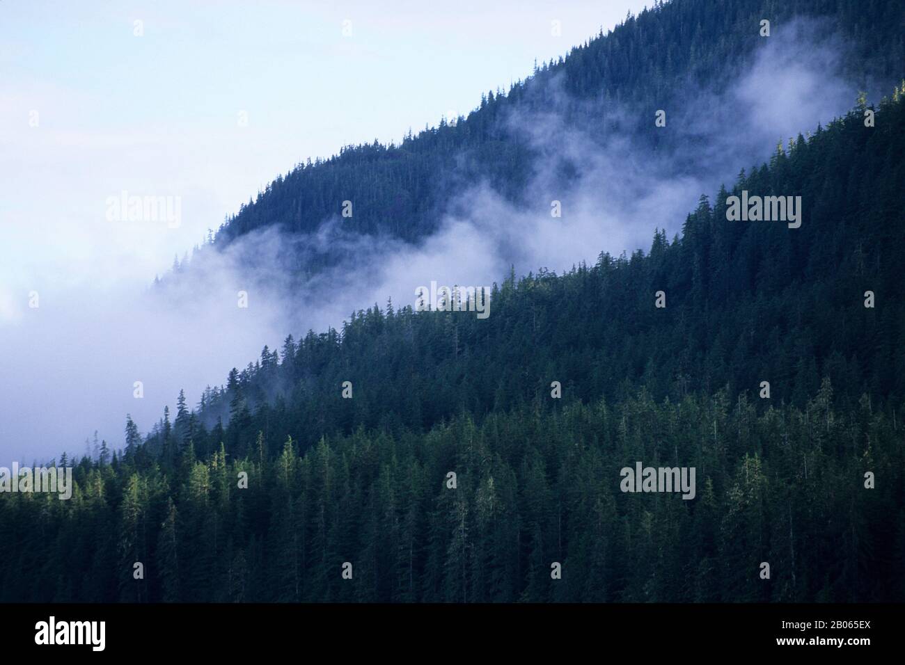 Temperate rain forest fog hi-res stock photography and images - Alamy