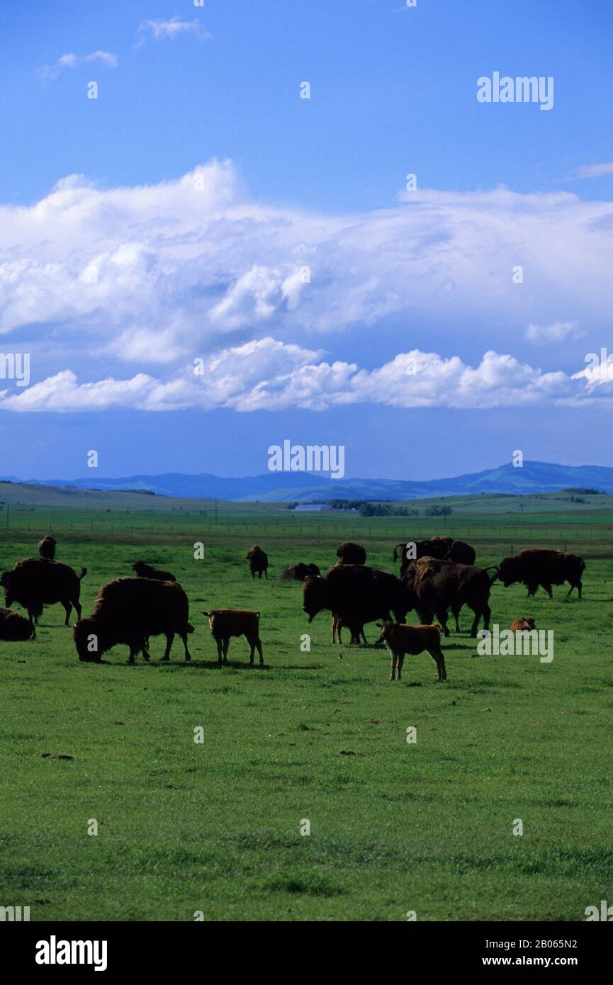 Herd bison hi-res stock photography and images - Alamy