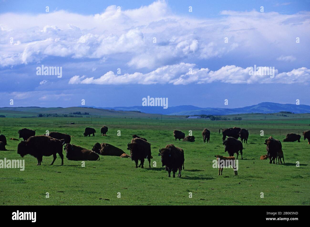 Buffaloes alberta canada hi-res stock photography and images - Alamy