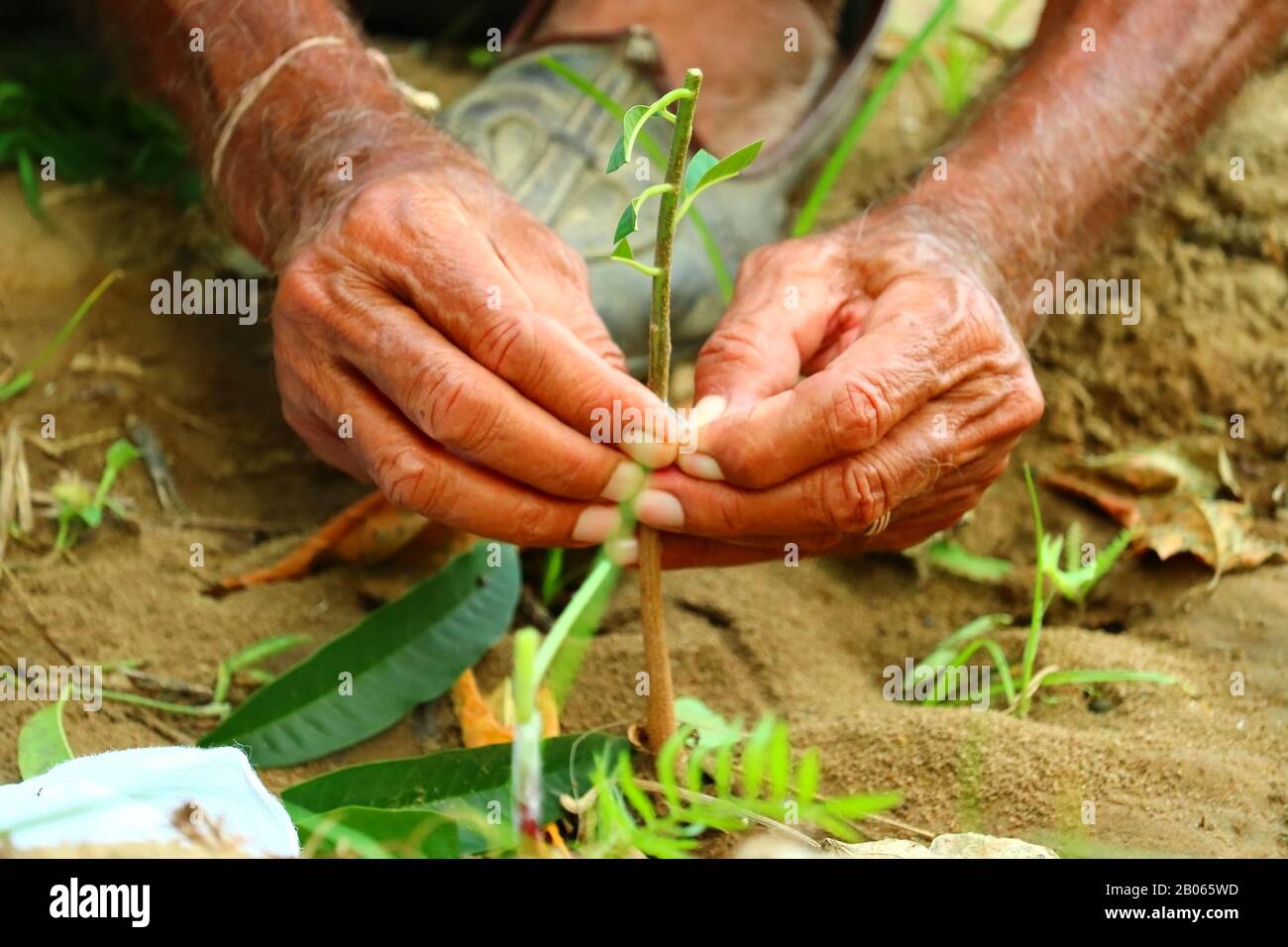 grafting trees in spring. Gardening vegetable plant and fruit plant in ...