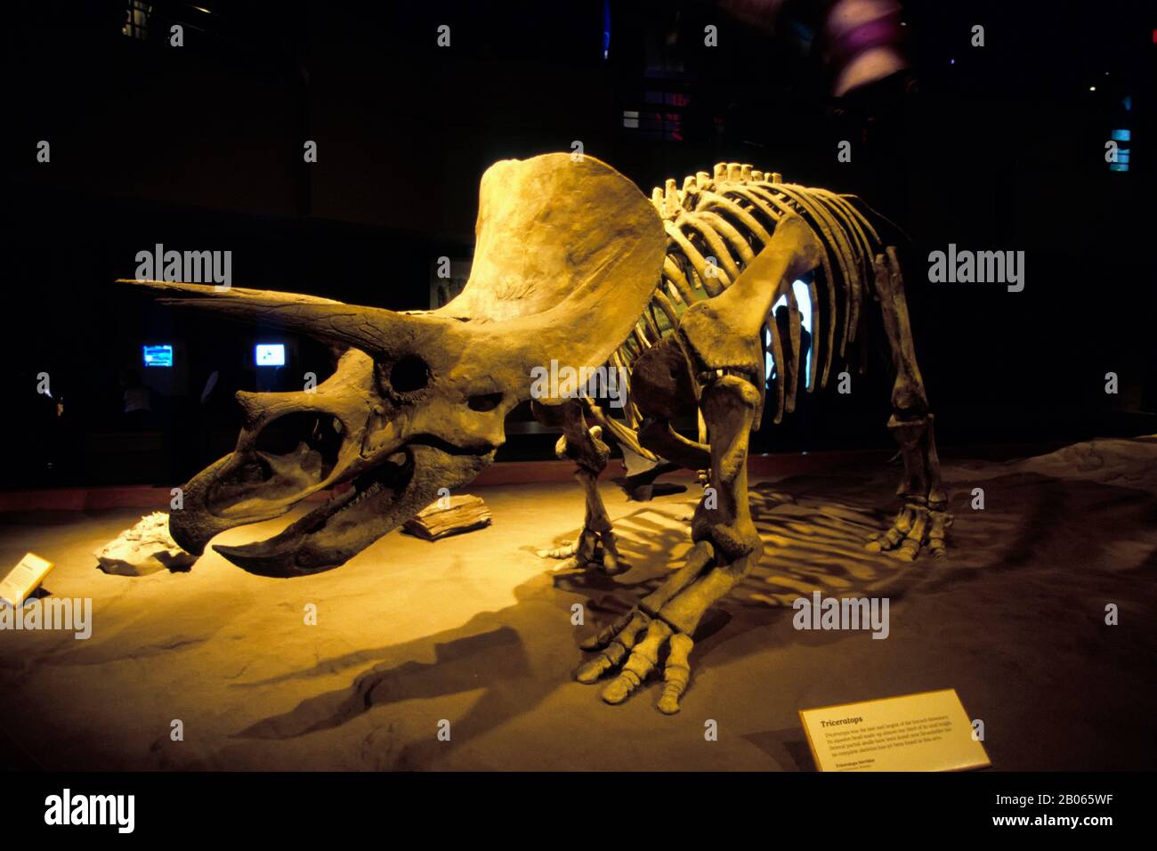 CANADA, ALBERTA, DRUMHELLER, ROYAL TYRRELL MUSEUM, INTERIOR, DINOSAUR ...