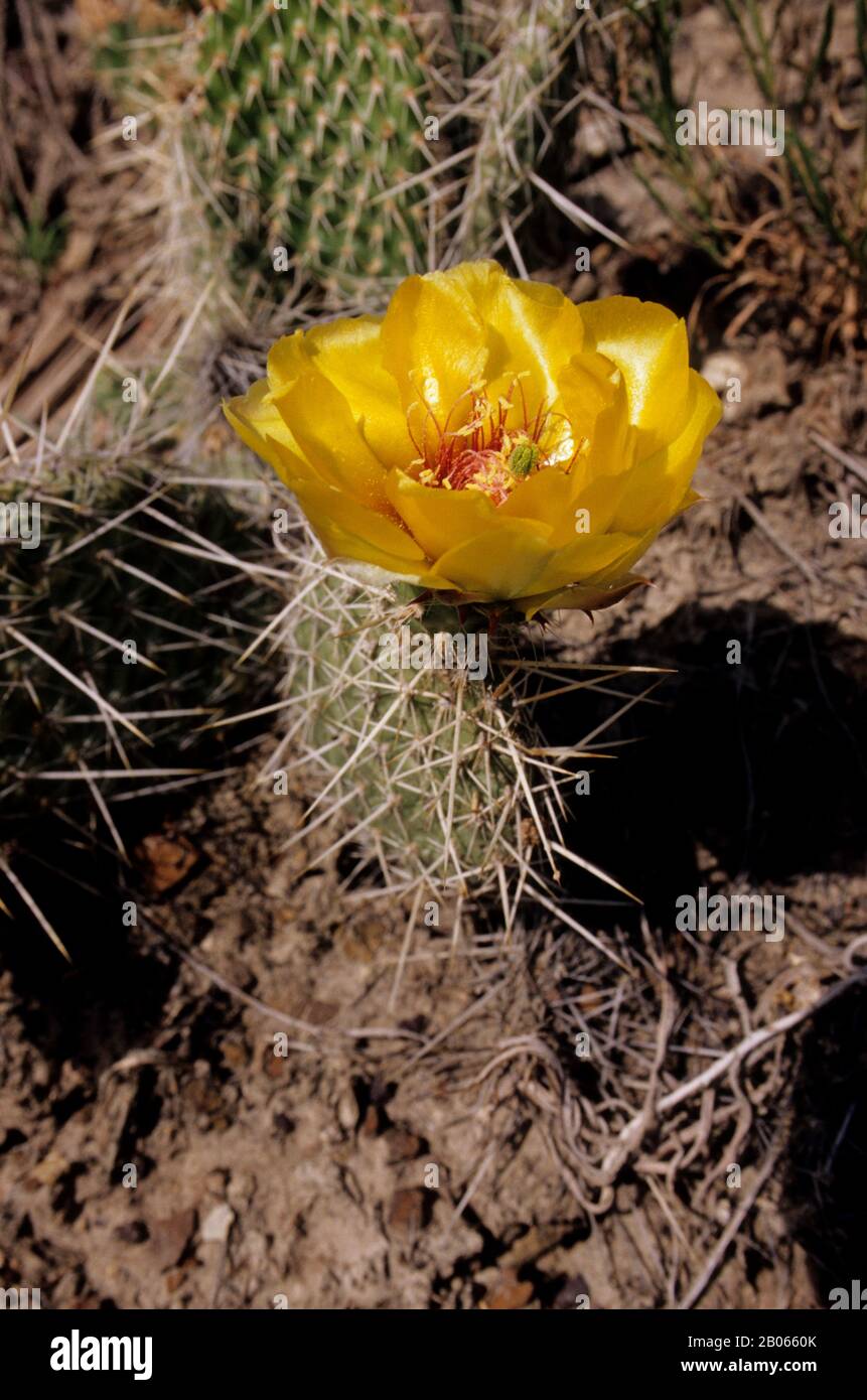 CANADA, ALBERTA, DRUMHELLER, CANADIAN BADLANDS, PRICKLY PEAR CACTUS ...