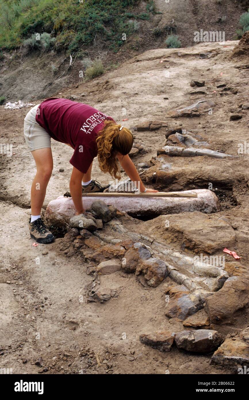 Dinosaur dig hi-res stock photography and images - Alamy