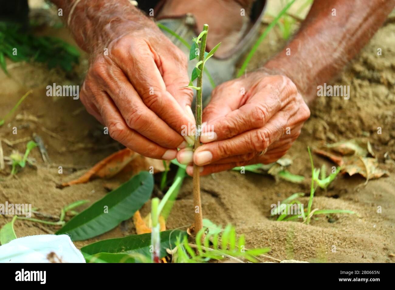 grafting .Live cuttings at grafting plant in cleft with growing buds ...