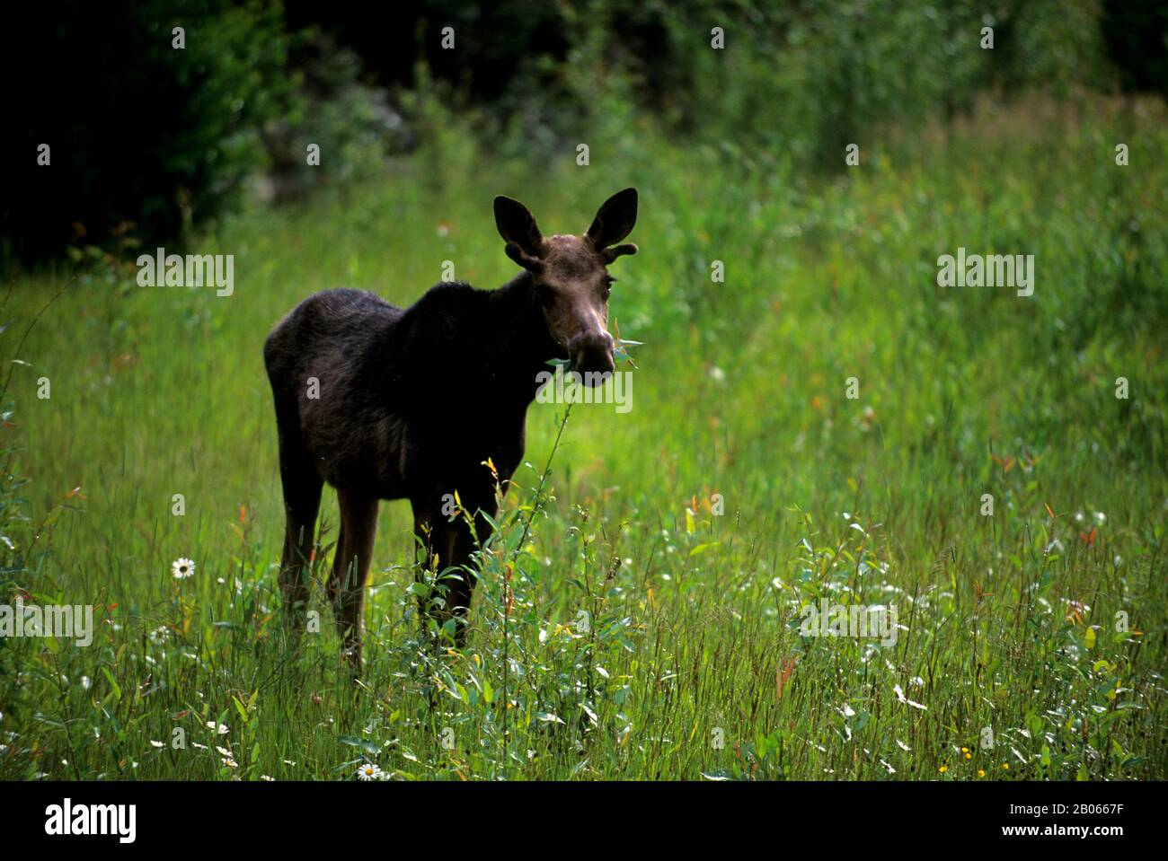 CANADA, ALBERTA, ROCKY MOUNTAINS, HIGHWAY 3, YOUNG BULL MOOSE Stock ...