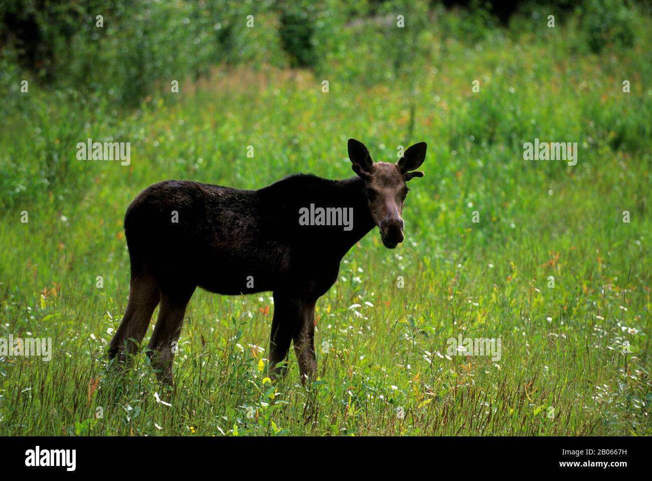 CANADA, ALBERTA, ROCKY MOUNTAINS, HIGHWAY 3, YOUNG BULL MOOSE Stock ...