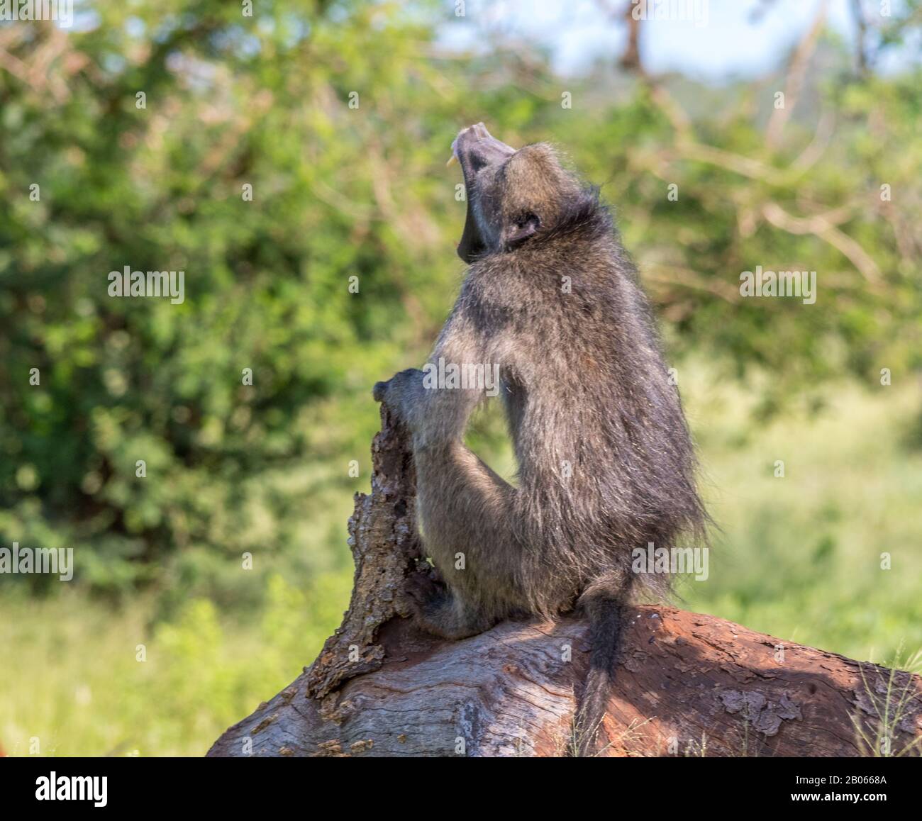 Chacma baboon yawning sitting on hi-res stock photography and images ...
