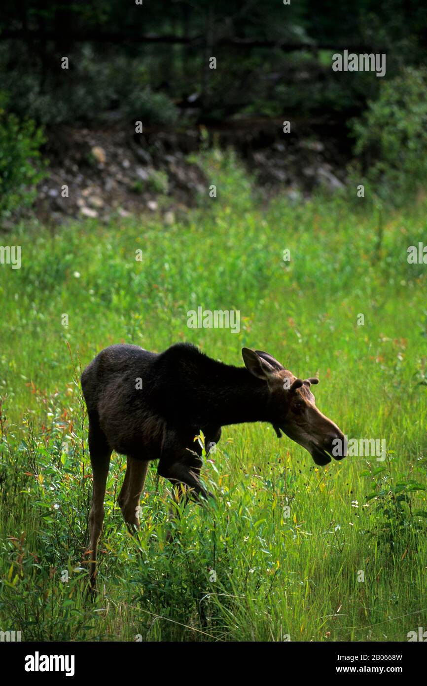 CANADA, ALBERTA, ROCKY MOUNTAINS, HIGHWAY 3, YOUNG BULL MOOSE Stock ...
