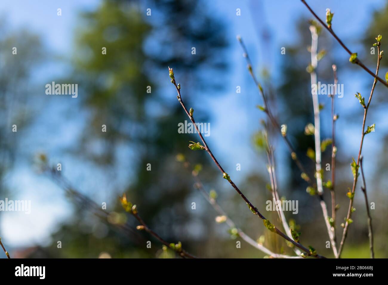 Spring tree branches with catkins and the first leaves of blossoming ...