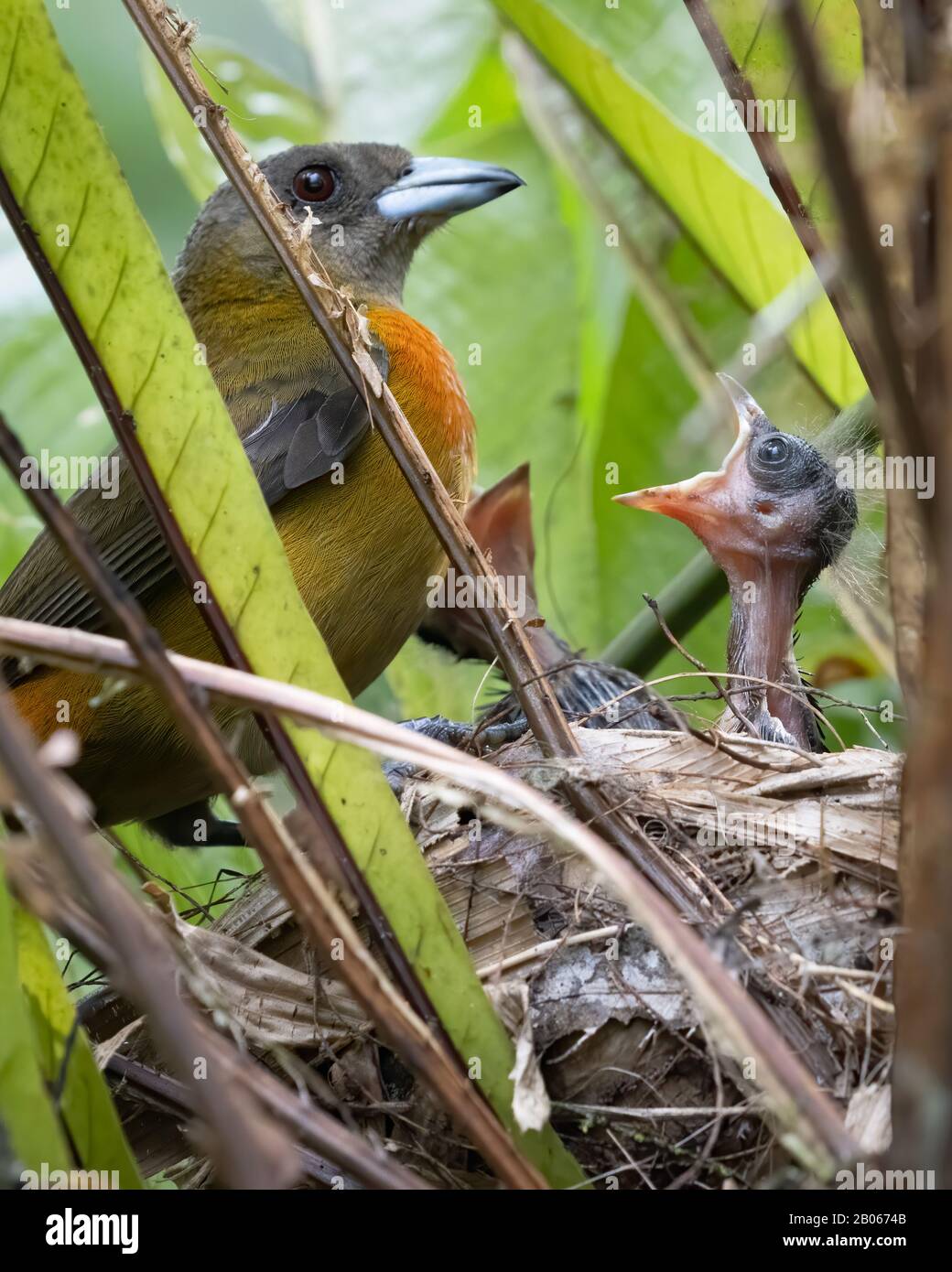Scarlet tanager nest hi-res stock photography and images - Alamy