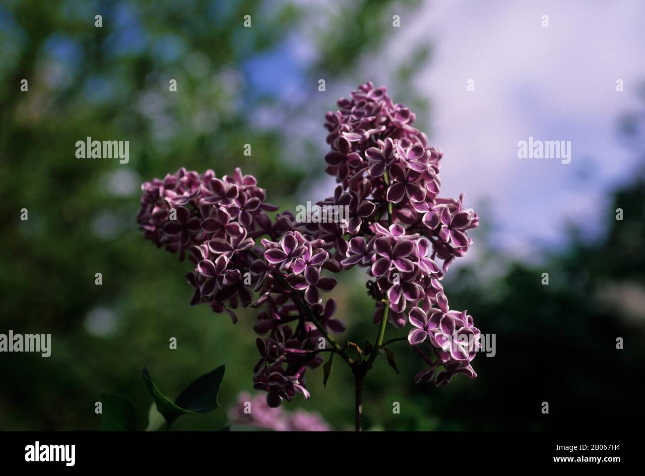 Variegated lilac hi-res stock photography and images - Alamy