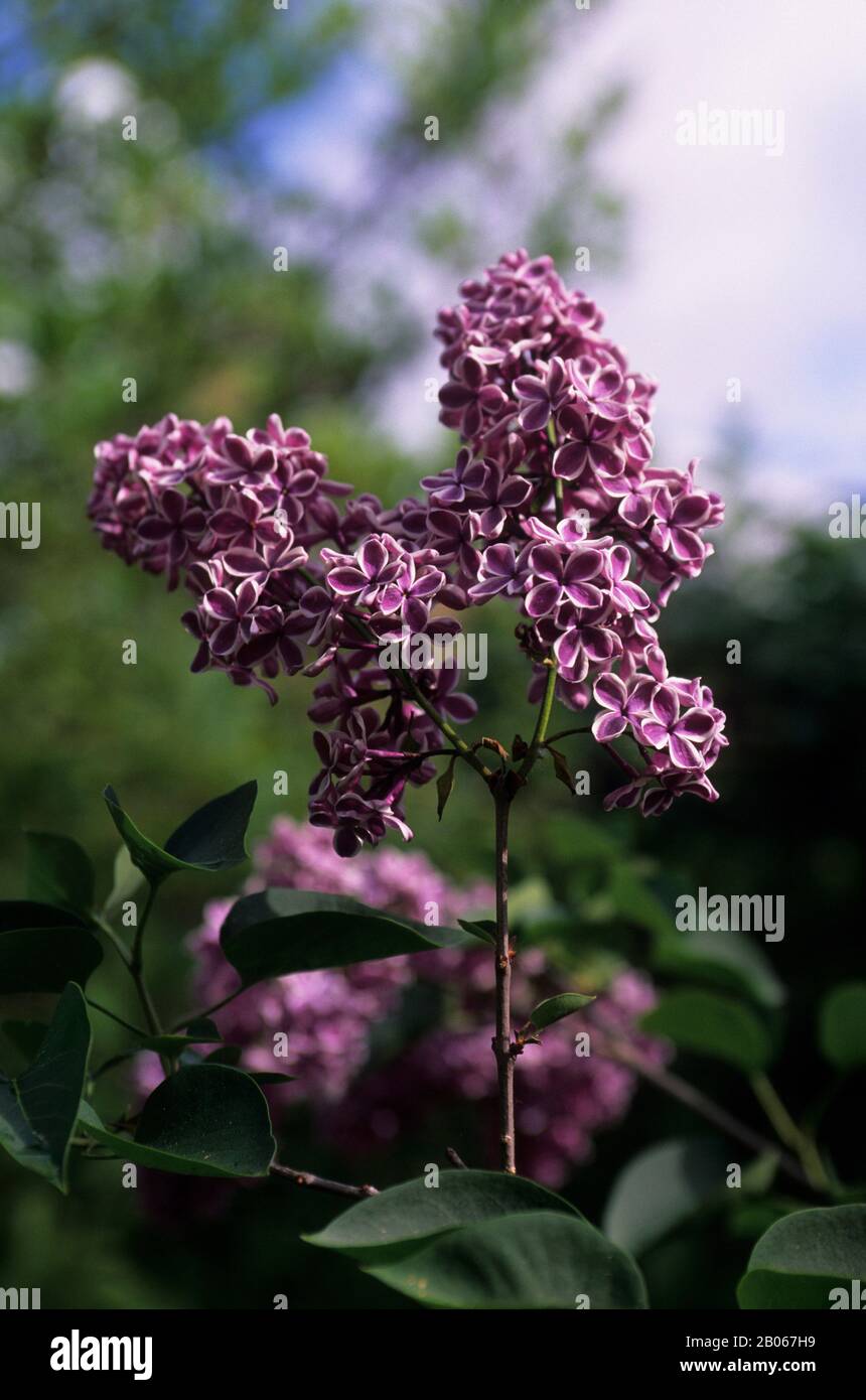Variegated lilacs hi-res stock photography and images - Alamy