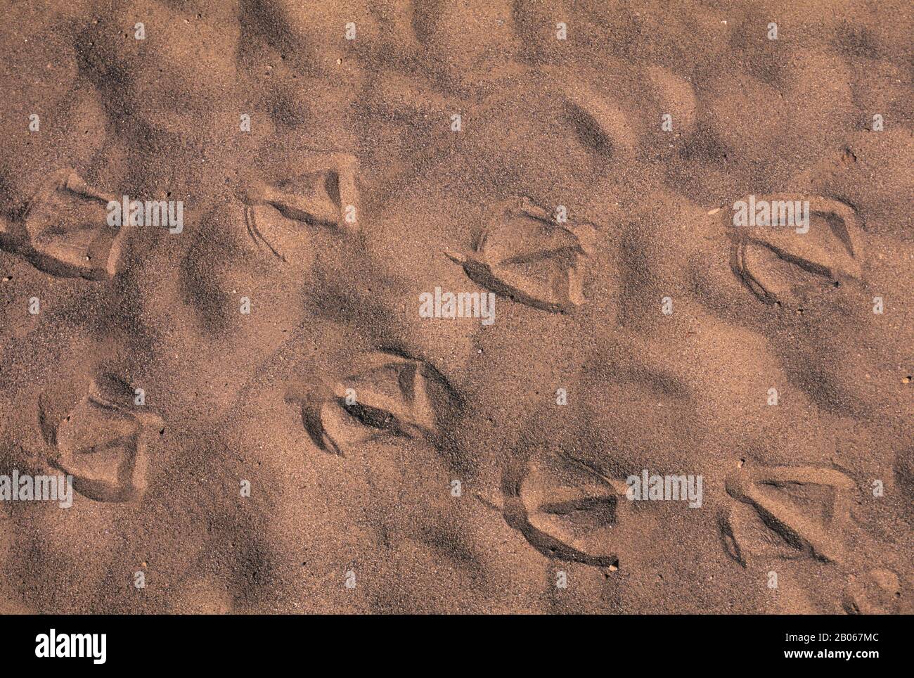 Geese footprints hi-res stock photography and images - Alamy