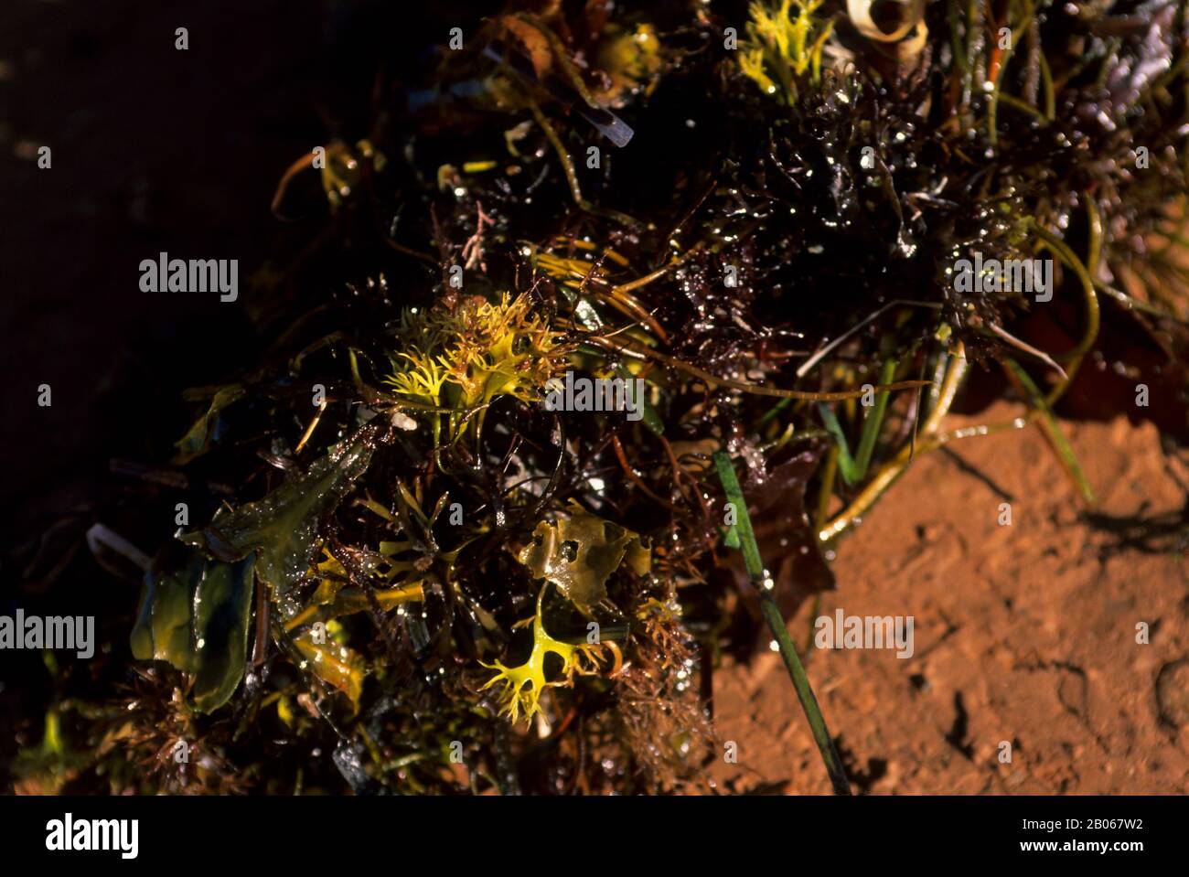 CANADA, PRINCE EDWARD ISLAND NATIONAL PARK, BEACH, IRISH MOSS, CARAGEEN ...