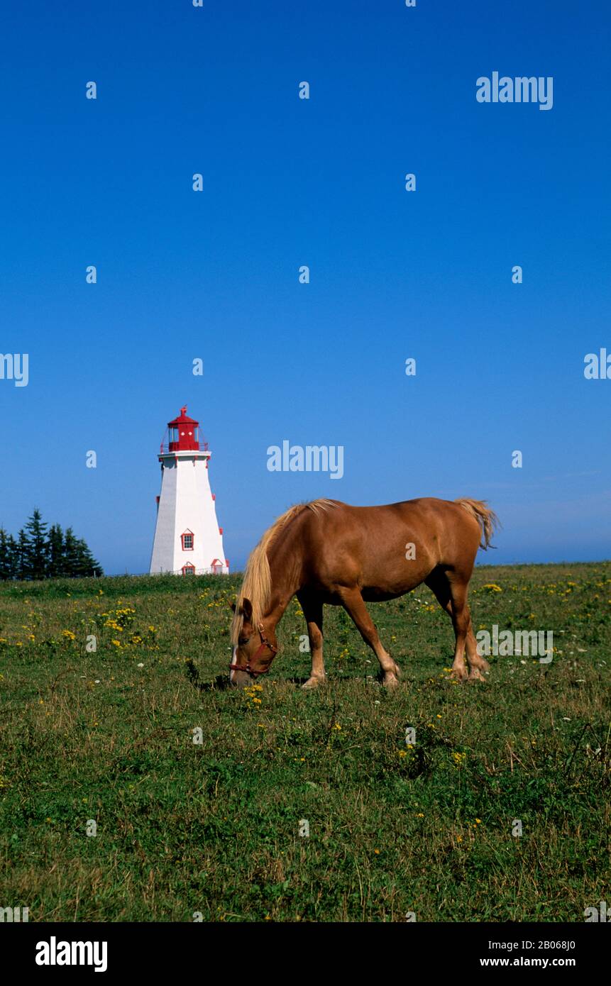 Lighthouse and horse hi-res stock photography and images - Alamy