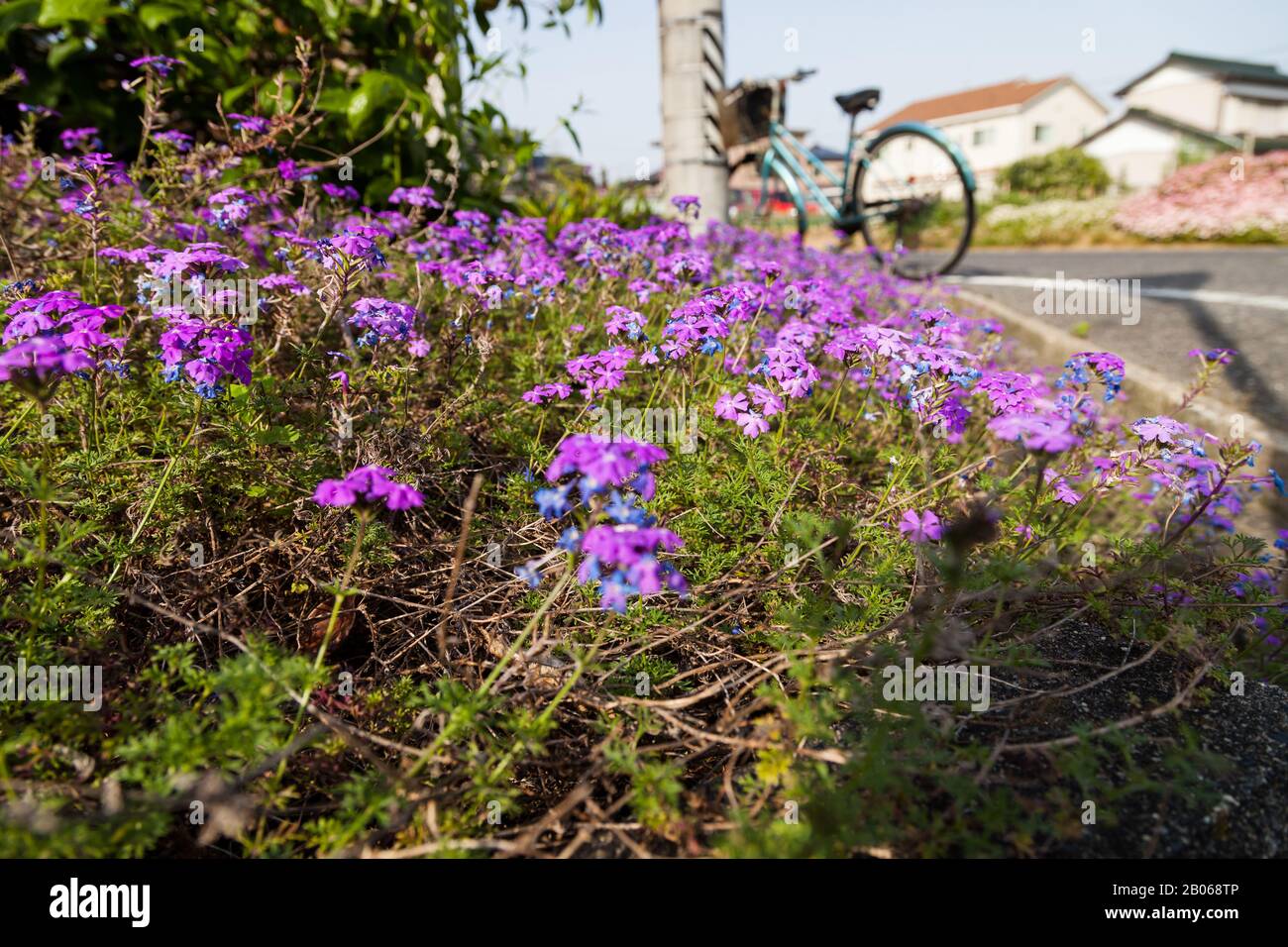 colorful pink moss phlox as background., Pink Moss Flower Stock Photo ...