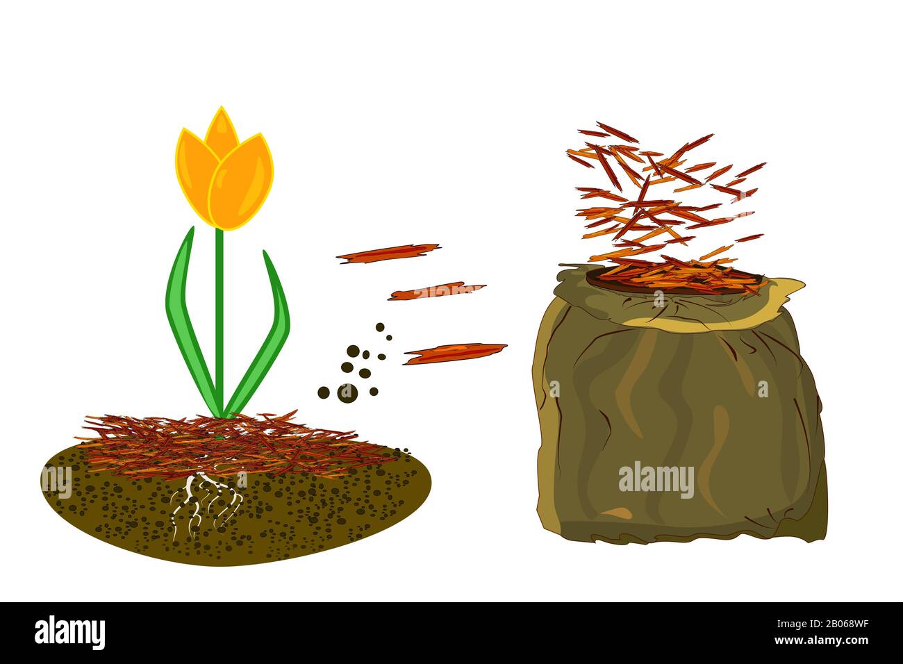Mulch gardening concept with tulip,mulch and bag isolated on white ...