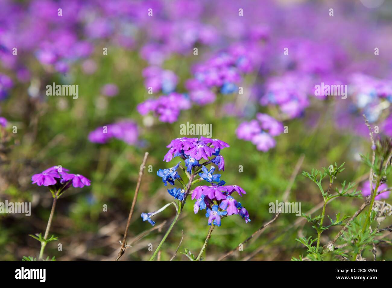 colorful pink moss phlox as background., Pink Moss Flower Stock Photo ...