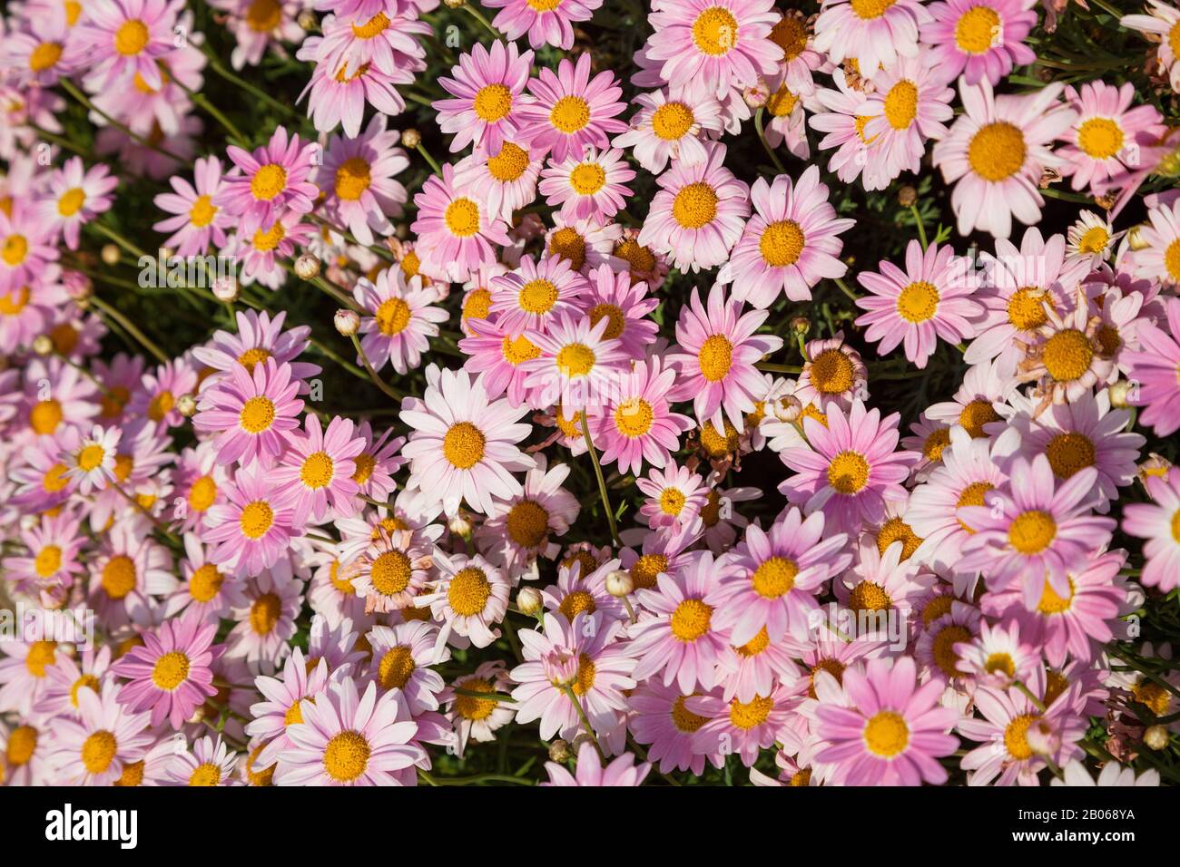 Colorful Margaret flower background.,Daisy Stock Photo - Alamy