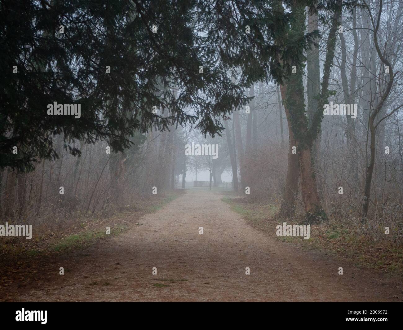Pathway on a foggy day in winter Stock Photo - Alamy