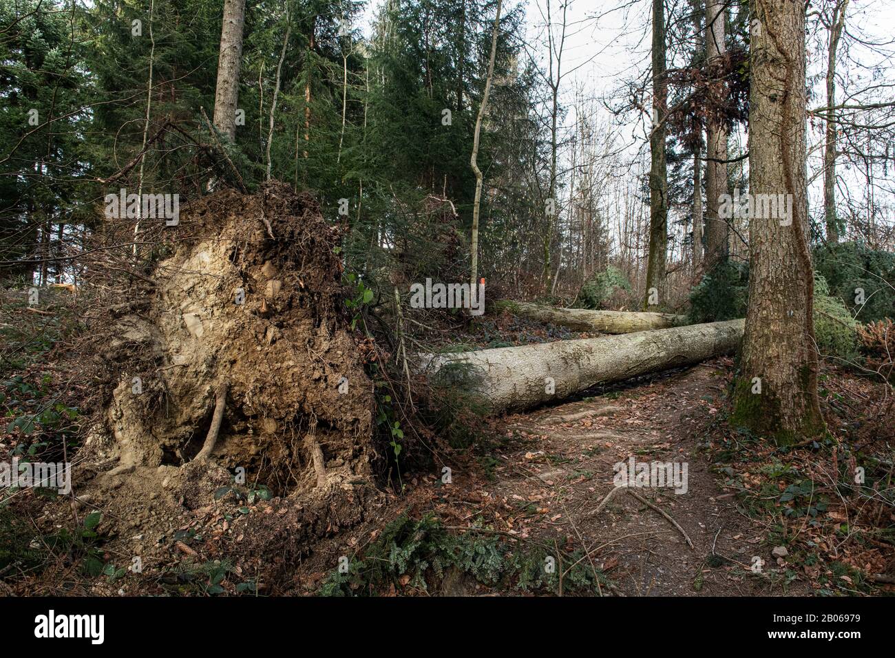 Timber reforestation hi-res stock photography and images - Alamy