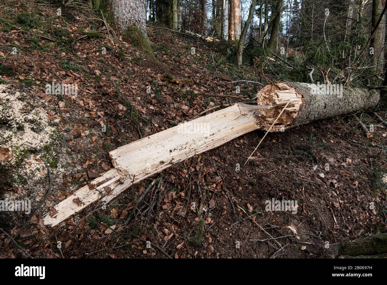 Timber reforestation hi-res stock photography and images - Alamy