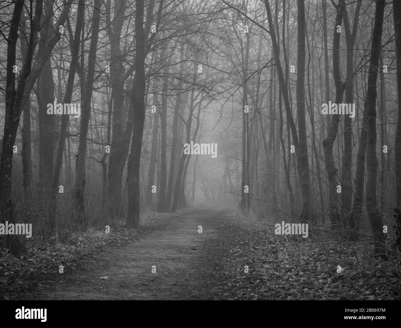 Pathway on a foggy day in winter Stock Photo - Alamy
