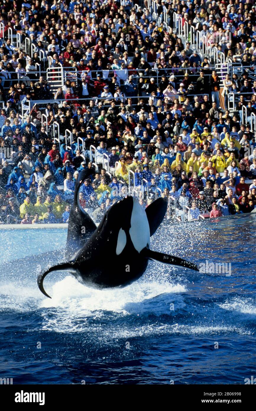 USA, CALIFORNIA, SAN DIEGO, SEA WORLD, KILLER WHALE SHOW Stock Photo ...