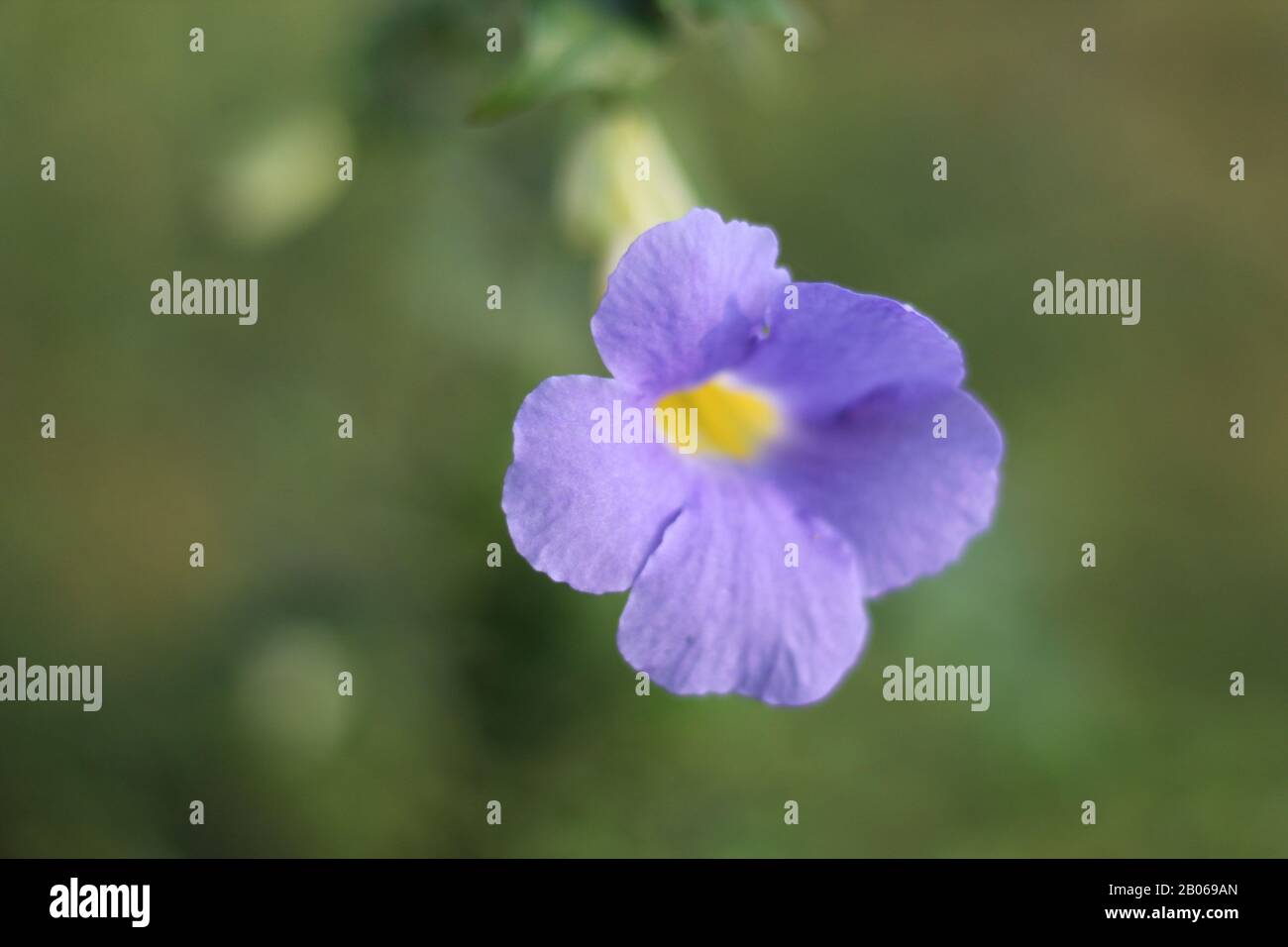 Purple Wild Flower In India Stock Photo - Alamy