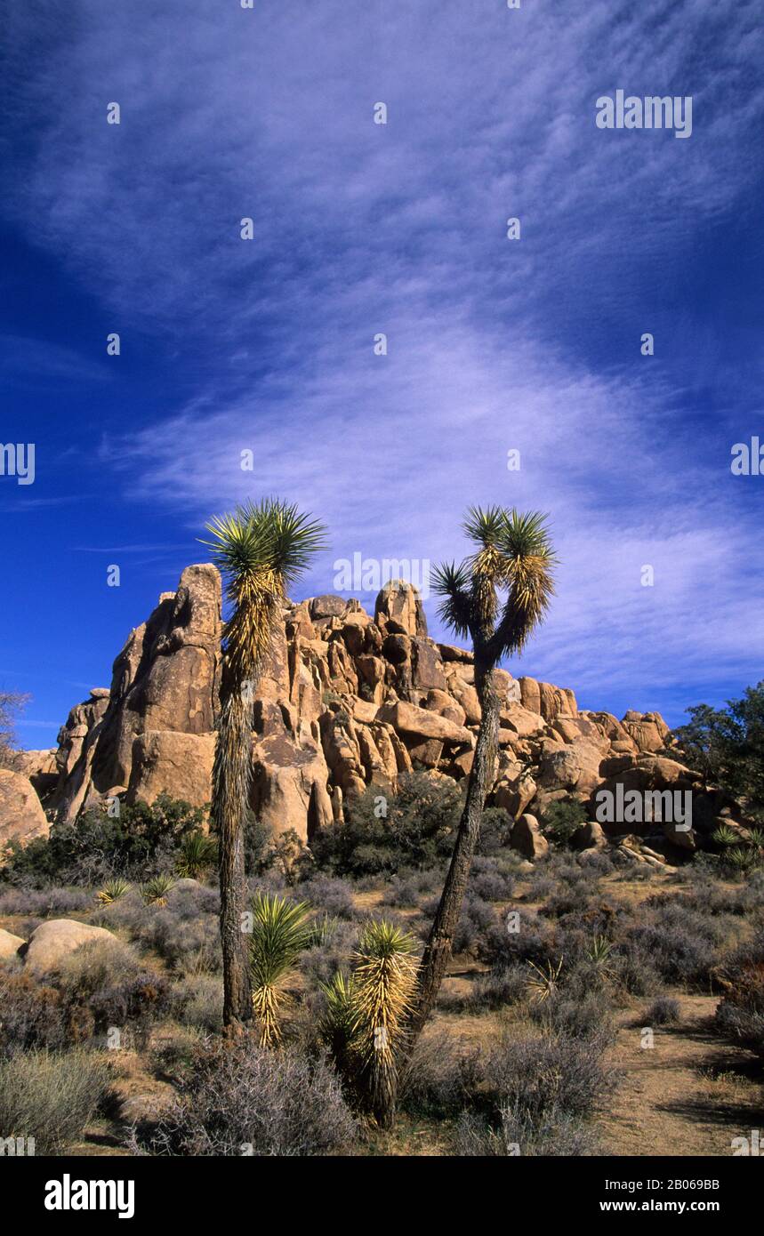 USA, CALIFORNIA, JOSHUA TREE NP, HIDDEN VALLEY, JOSHUA TREES (Yucca ...