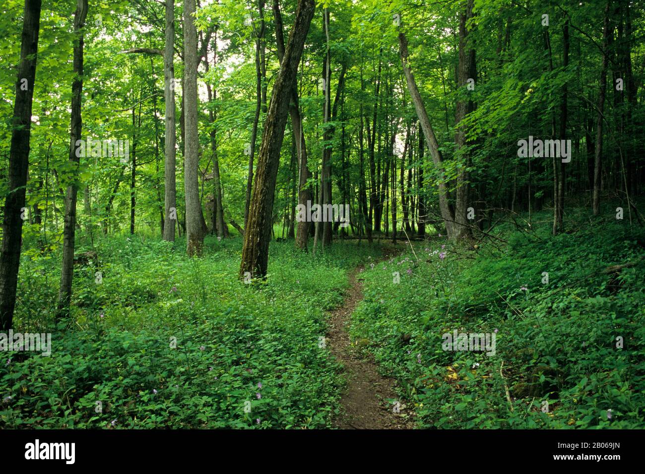 CANADA ONTARIO NEAR PARIS, DECIDUOUS FOREST, PATH, TRAIL Stock Photo ...