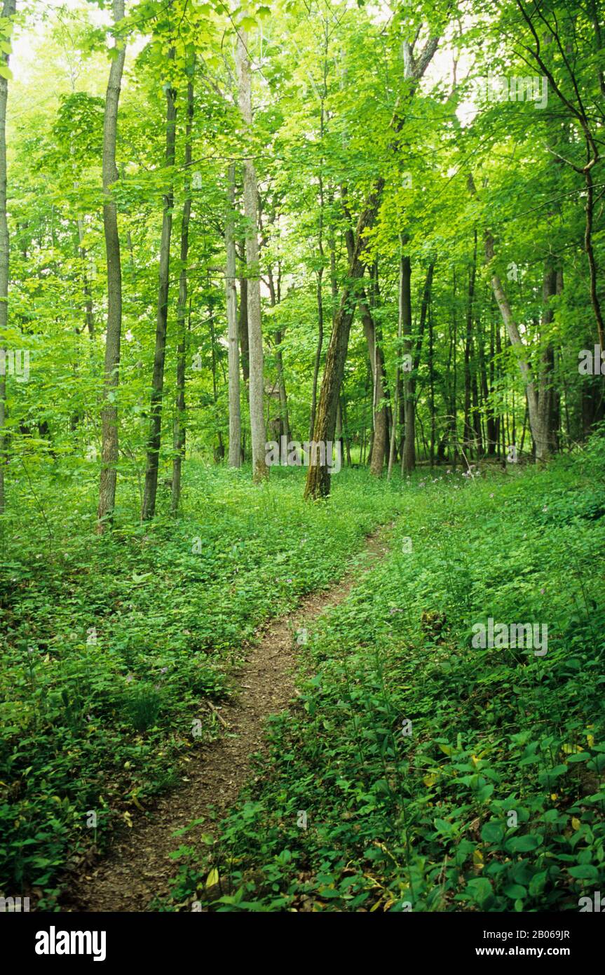 CANADA ONTARIO NEAR PARIS, DECIDUOUS FOREST, PATH, TRAIL Stock Photo ...