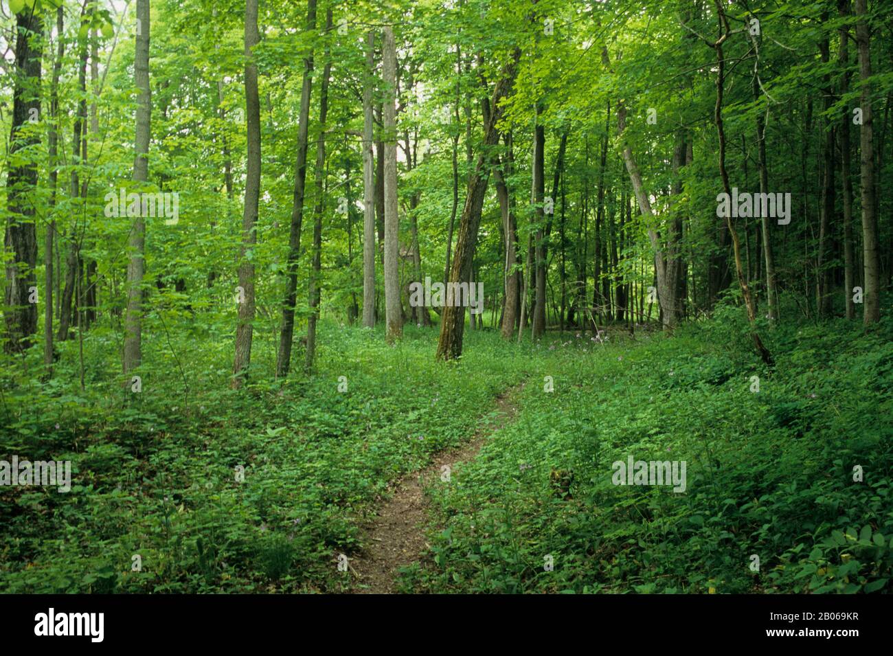 CANADA ONTARIO NEAR PARIS, DECIDUOUS FOREST, PATH, TRAIL Stock Photo ...