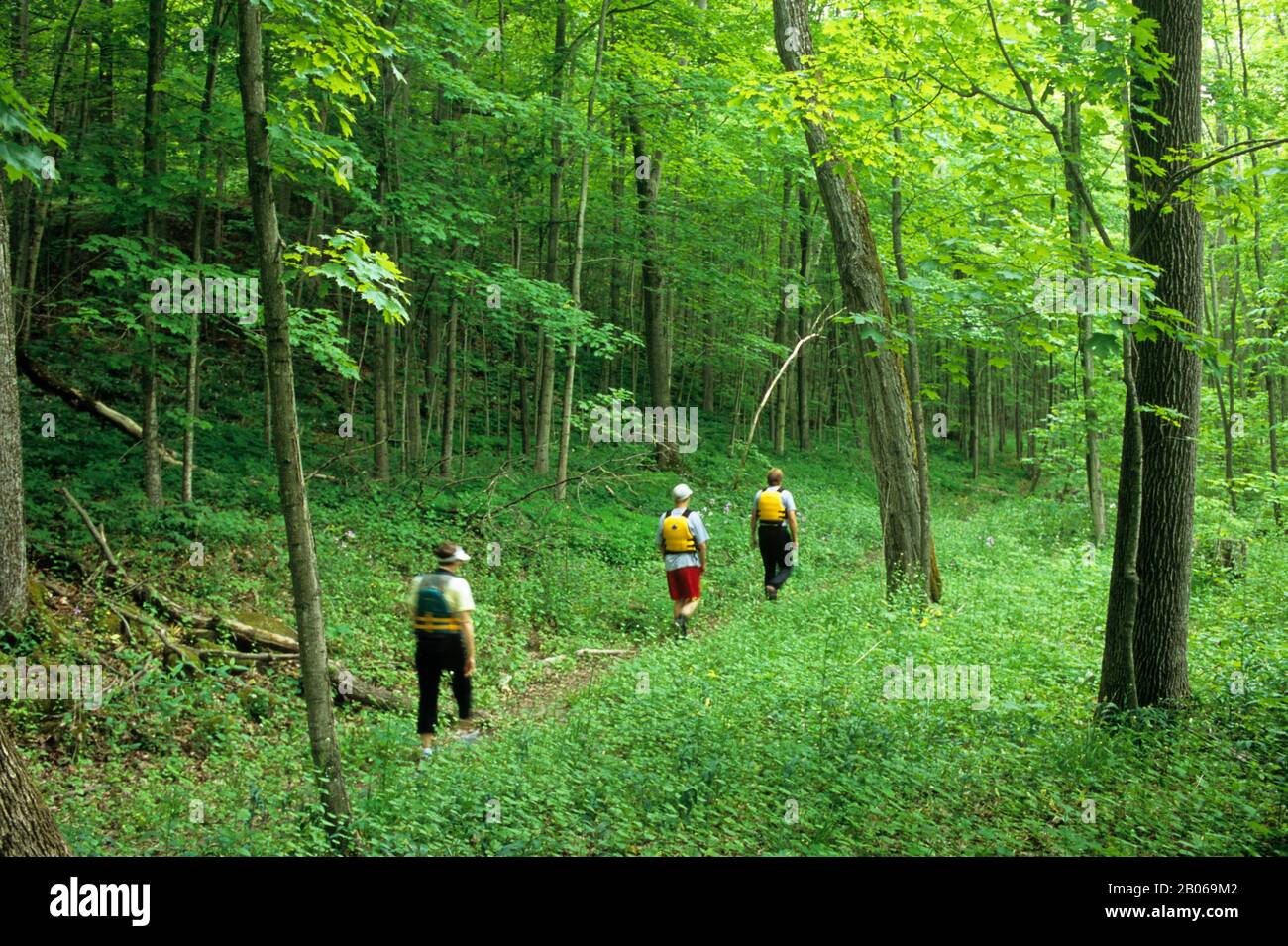 CANADA ONTARIO NEAR PARIS, DECIDUOUS FOREST, PATH, TRAIL, HIKERS Stock ...