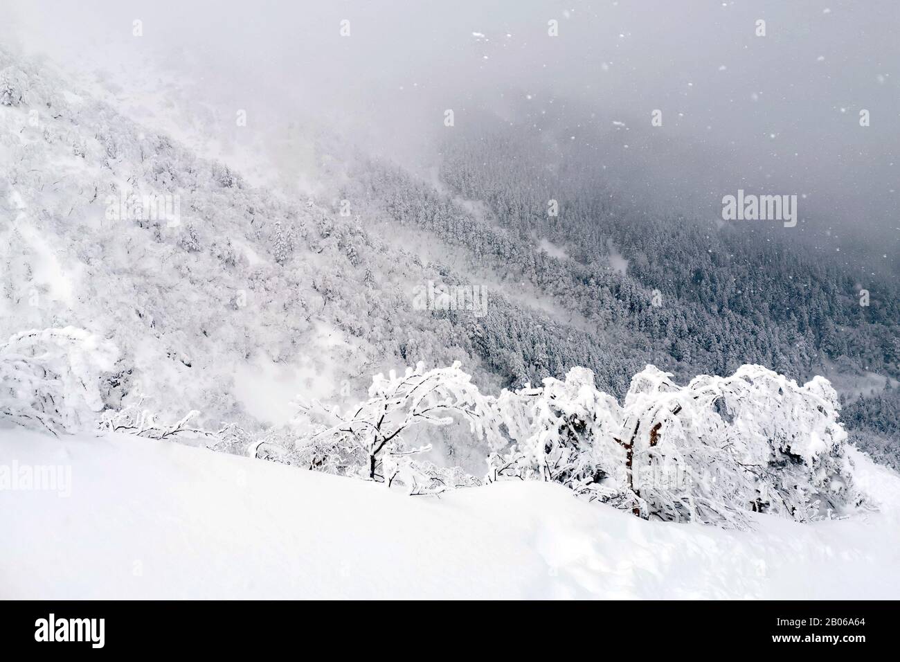 The natural snow hill and tree in Japan Yatsugatake mountain Stock ...