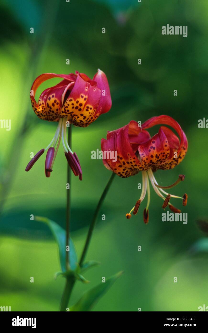 Leopard lily hi-res stock photography and images - Alamy