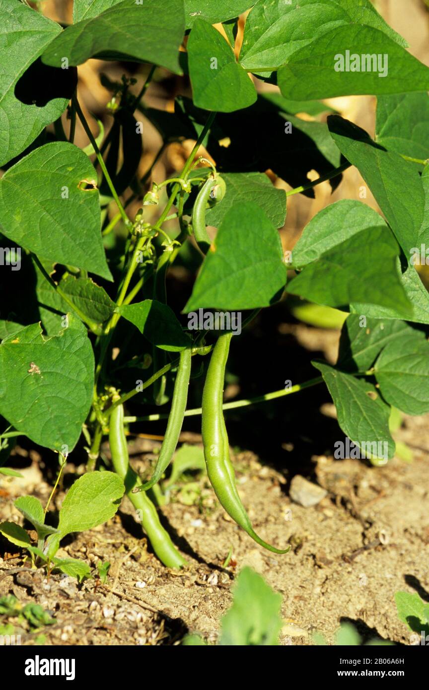 USA WASHINGTON BELLEVUE, BUSH BEANS Stock Photo - Alamy