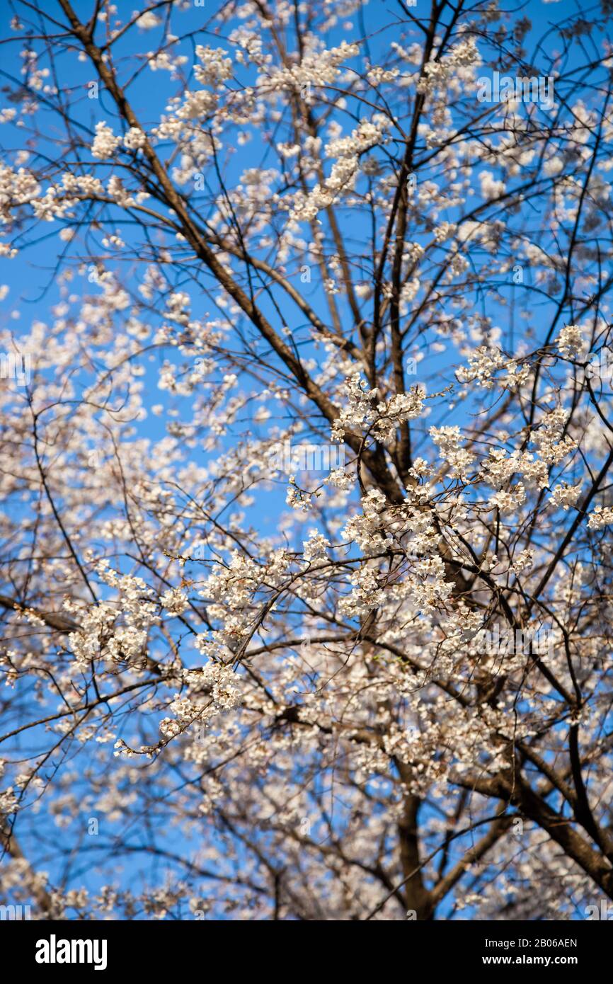 White blossom sakura flowers on a spring day in Japan., Beautiful ...