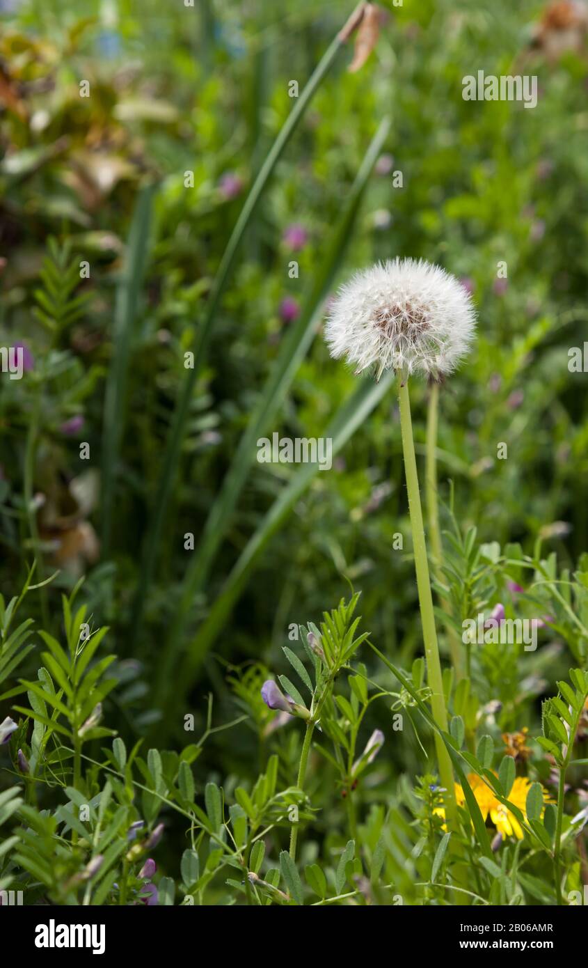 Typical dandelion structure hi-res stock photography and images - Alamy