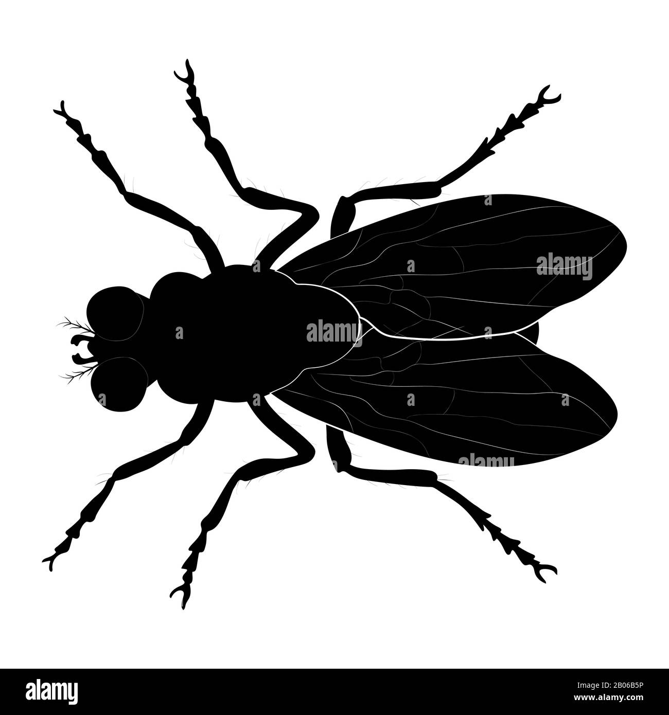 Animal diptera Stock Vector Images - Alamy
