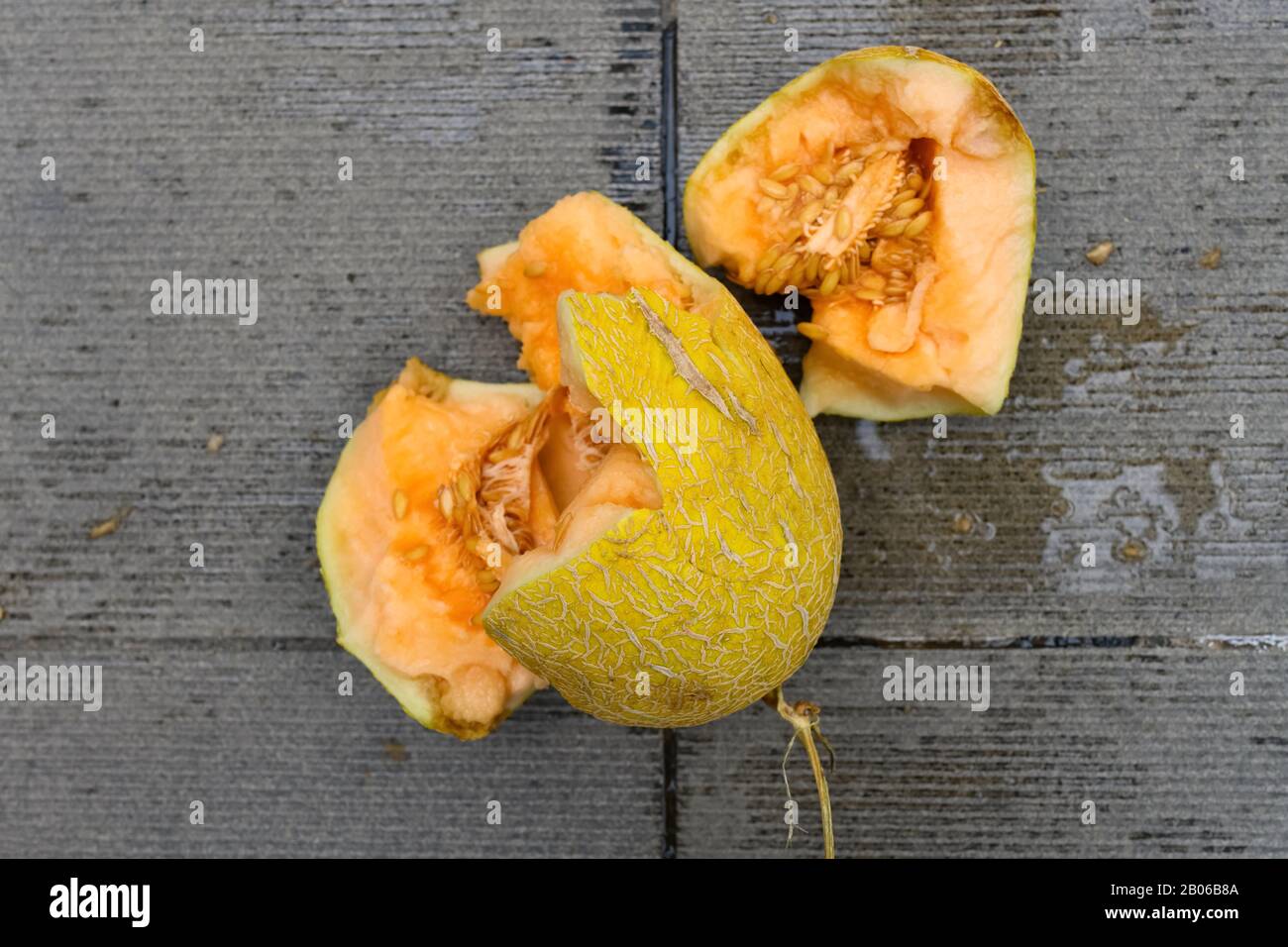 top view hami melon dropped to a concrete floor and broken Stock Photo ...