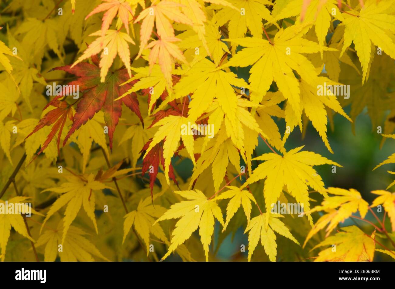 Tree maple trees maples hi-res stock photography and images - Alamy