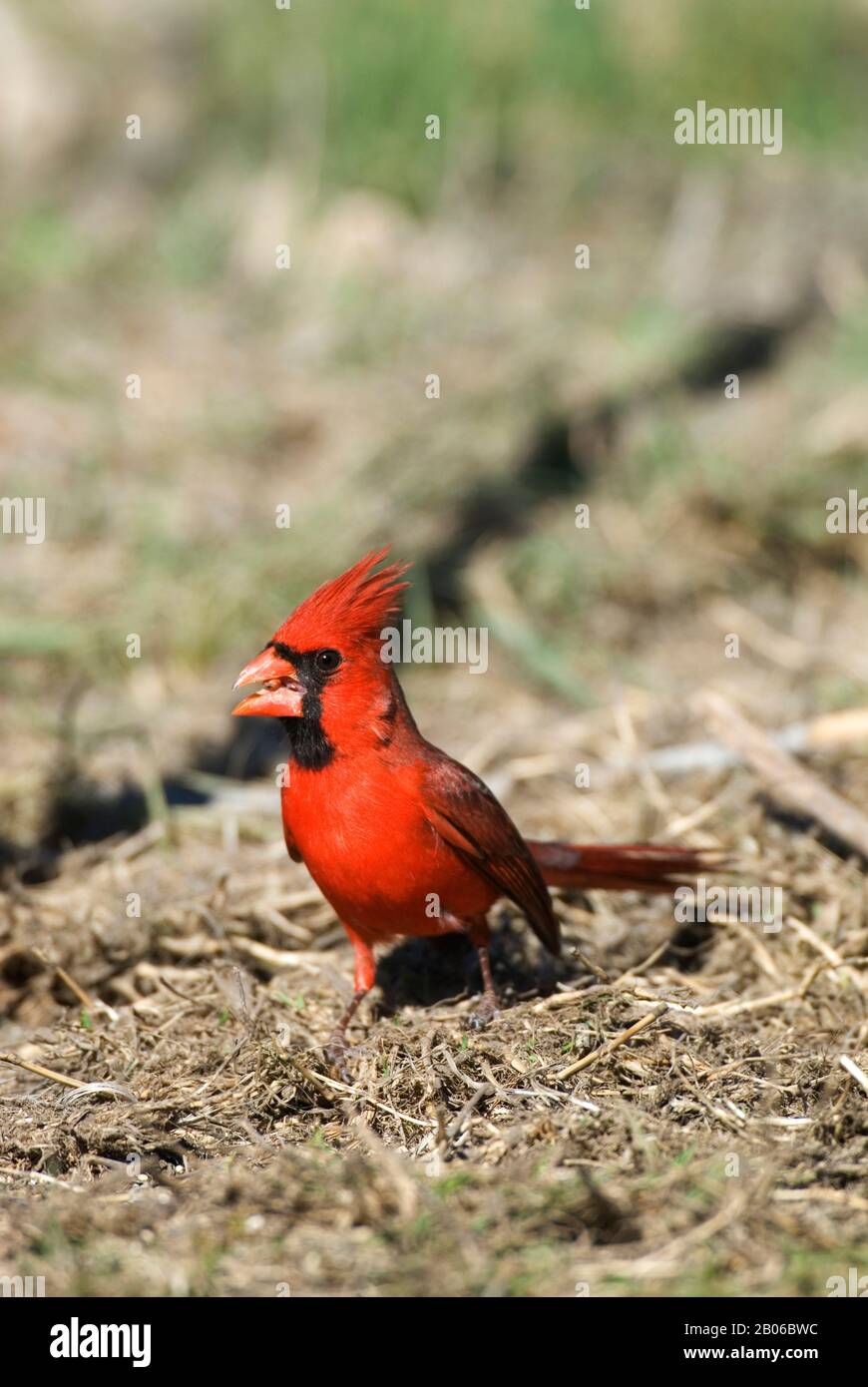 USA, TEXAS, HILL COUNTRY NEAR HUNT, NORTHERN CARDINAL, MALE FEEDING ON ...