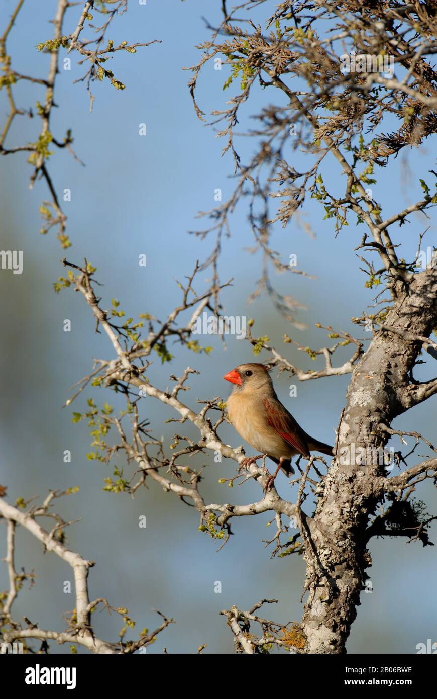 USA, TEXAS, HILL COUNTRY NEAR HUNT, NORTHERN CARDINAL, FEMALE IN TREE ...