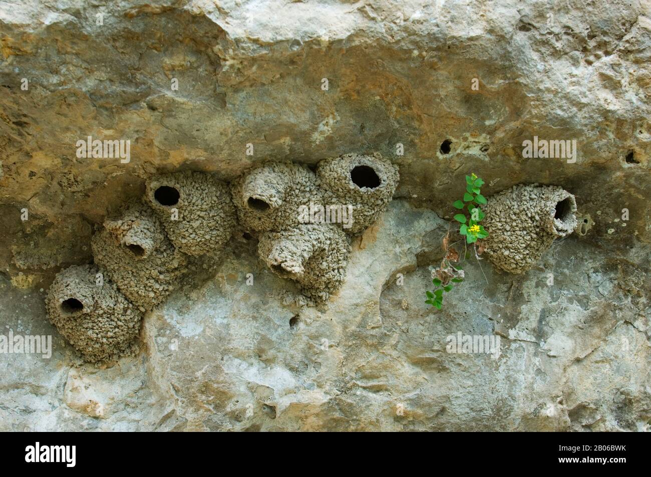 USA, TEXAS, HILL COUNTRY NEAR HUNT, CLIFF SWALLOW NESTS Stock Photo - Alamy