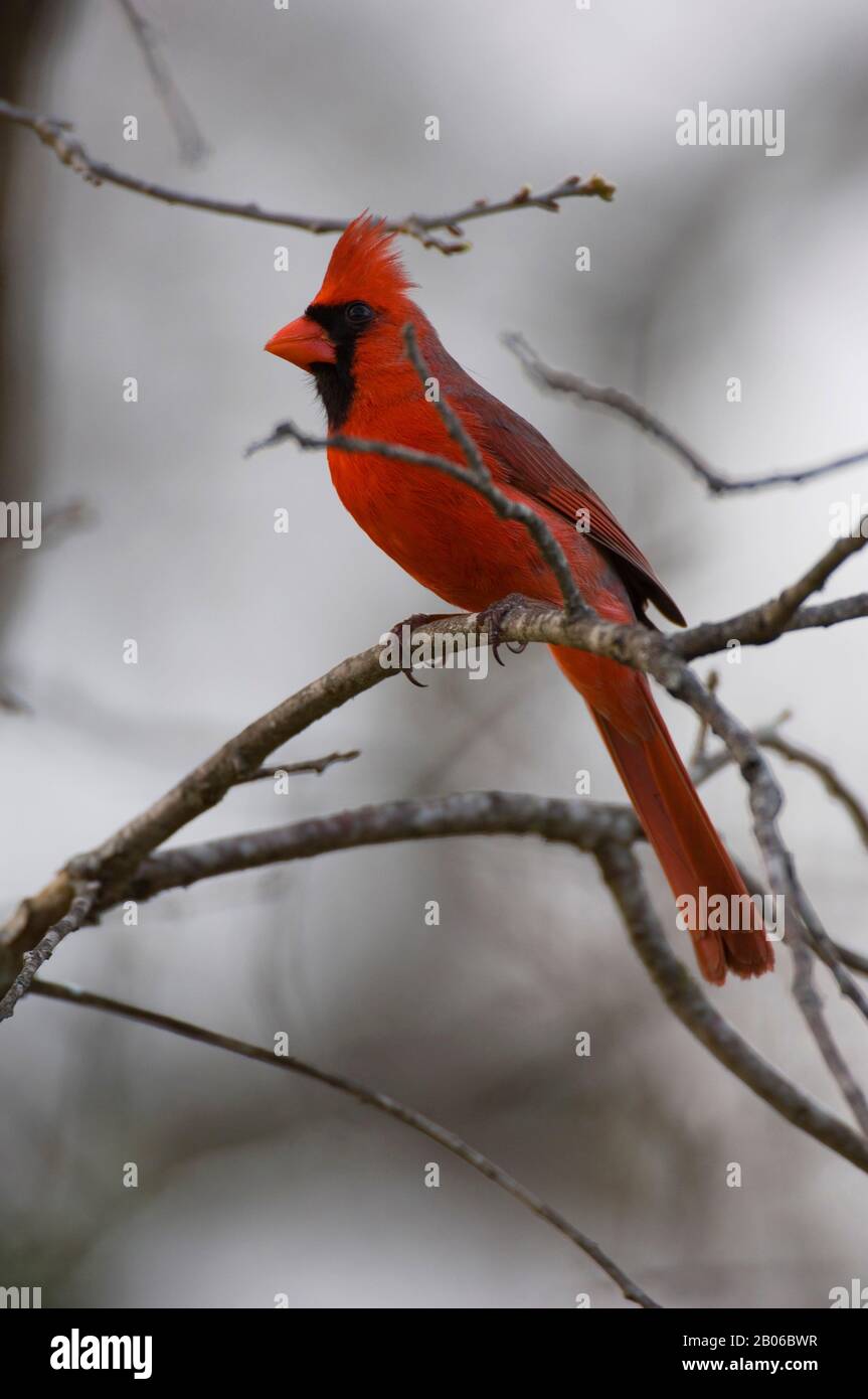 USA, TEXAS, HILL COUNTRY NEAR HUNT, NORTHERN CARDINAL, MALE IN TREE ...