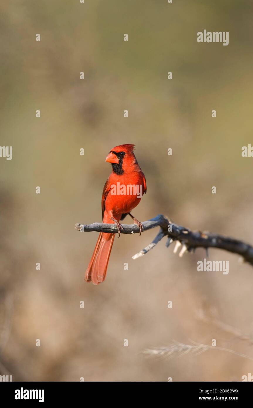 Hunt texas hill country hi-res stock photography and images - Alamy