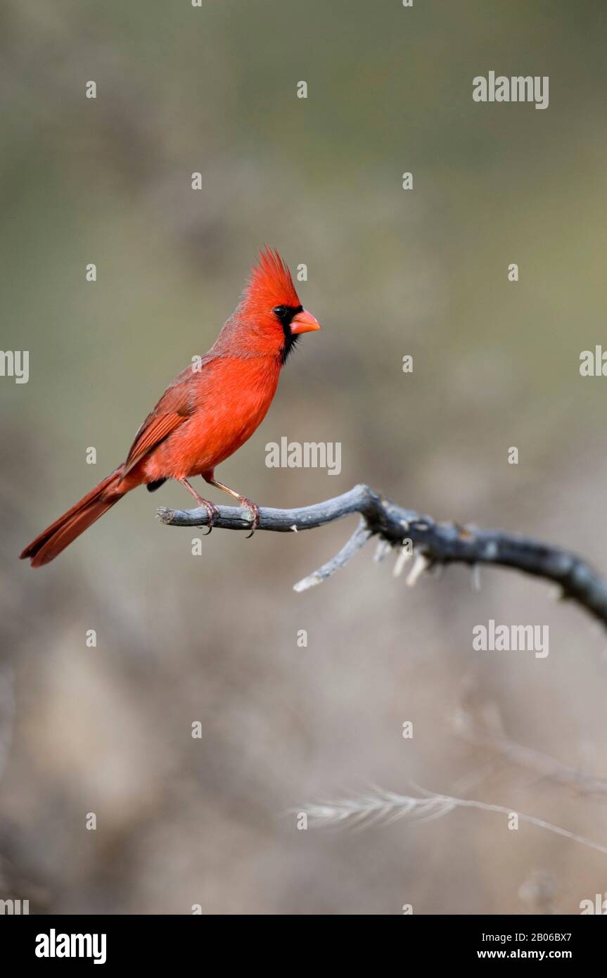 USA, TEXAS, HILL COUNTRY NEAR HUNT, NORTHERN CARDINAL, MALE IN TREE ...