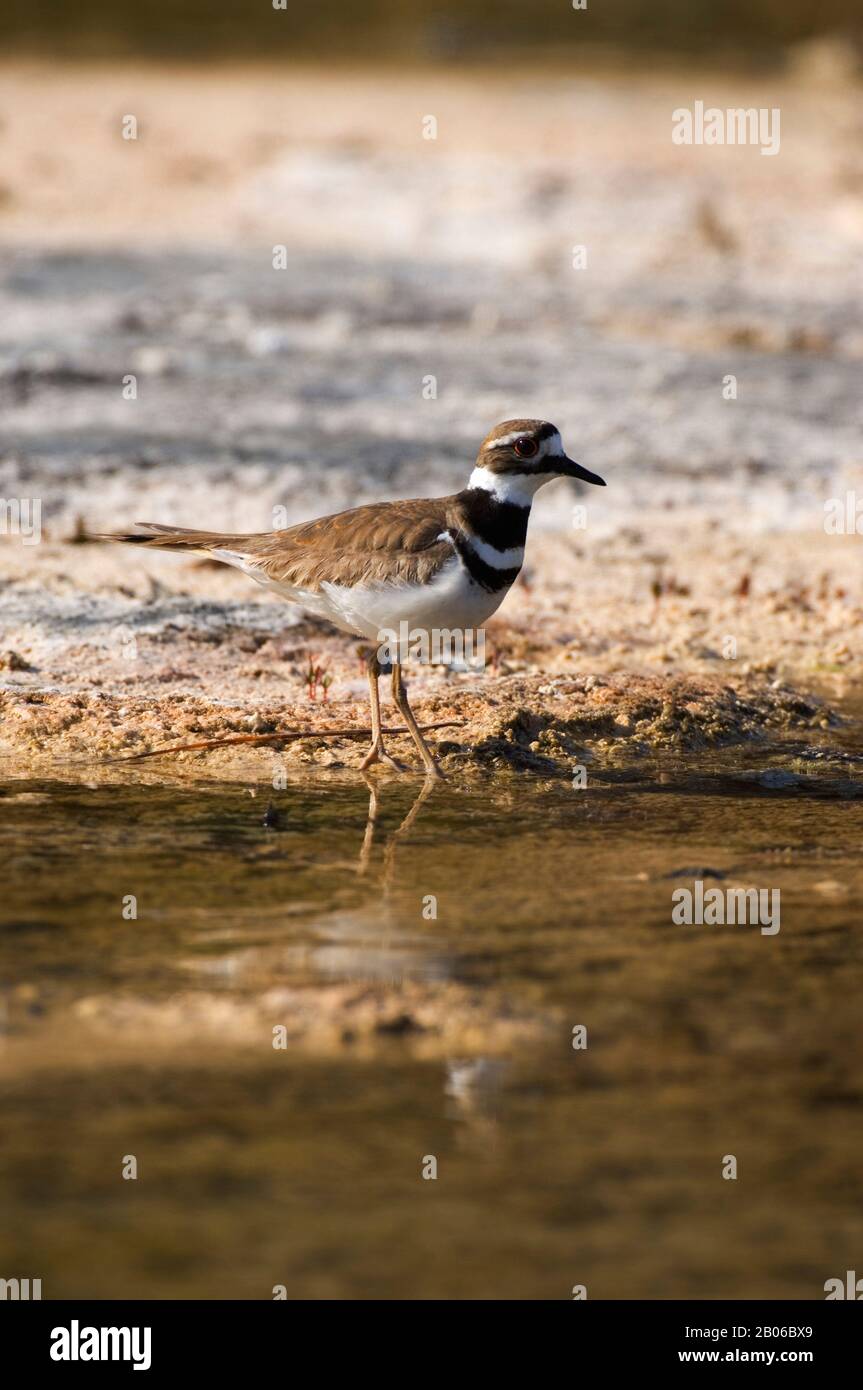 USA, TEXAS, HILL COUNTRY NEAR HUNT, KILLDEER ALONG RIVER Stock Photo ...
